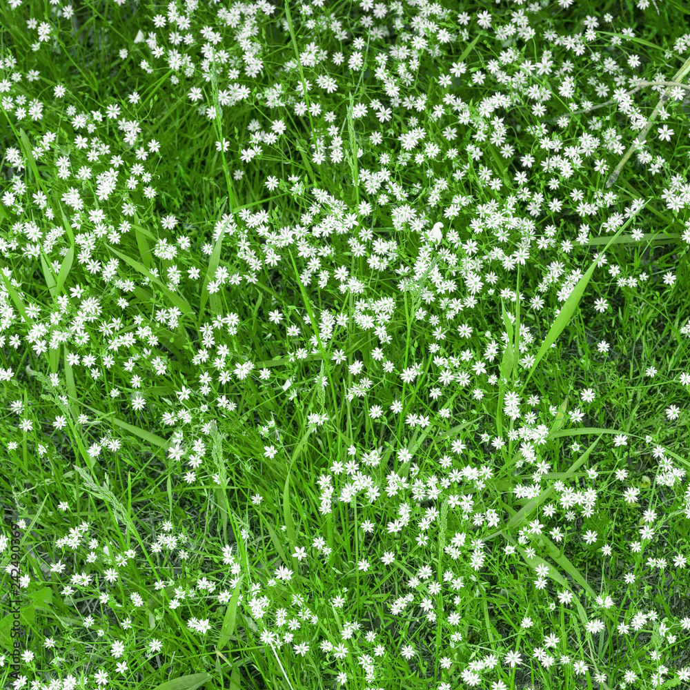 Grass Field Background With Flowers