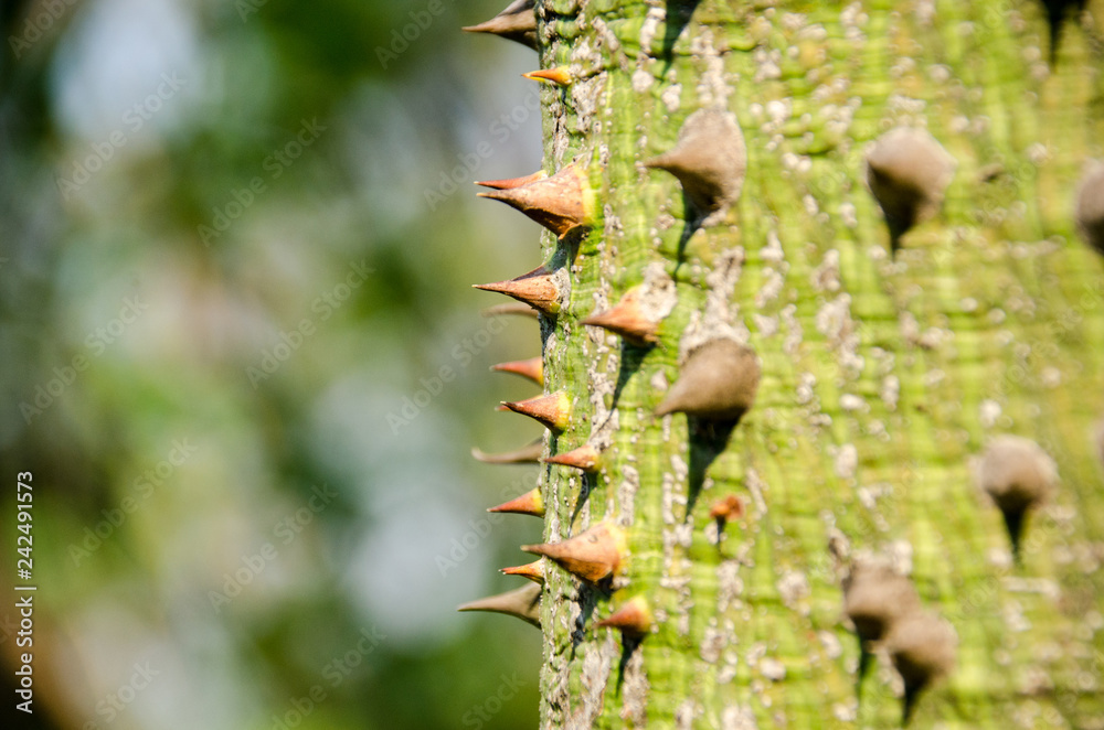Spiny bark of kapok tree. Thorn tree of Bombax ceiba closeup sharp ...