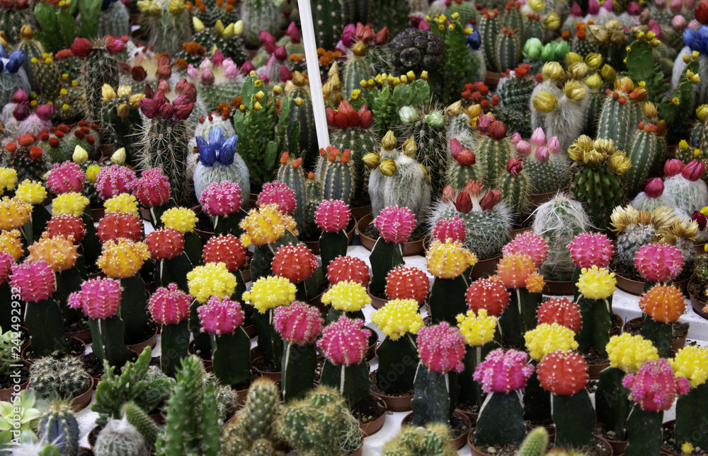 Colors cactus market wall mural wallpaper | Muraledesign.com