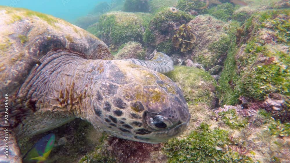 Galapagos green sea turtle swimming underwater at Floreana Island ...