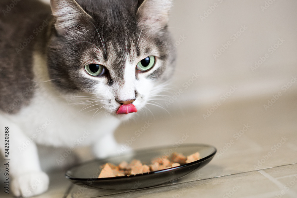 Cat eating delicious food from a glass bowl looks into the camera and ...