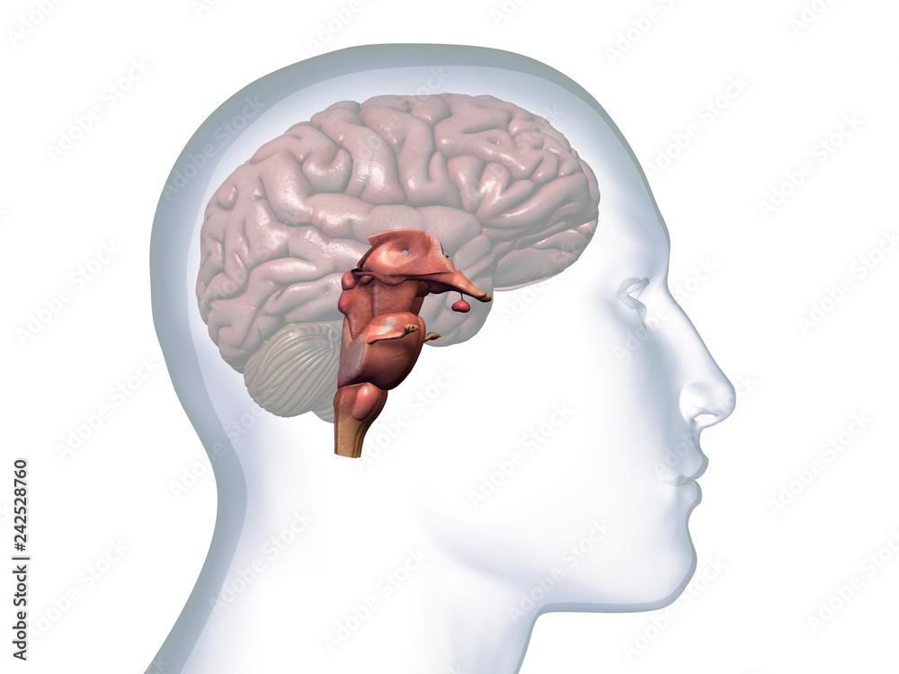 Profile of Man with Brain Stem Highlighted in Brain on White Stock ...