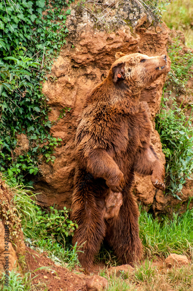 Oso pardo Cab√°rceno monta√±a verde y roja pelea se rasca y miras desde ...