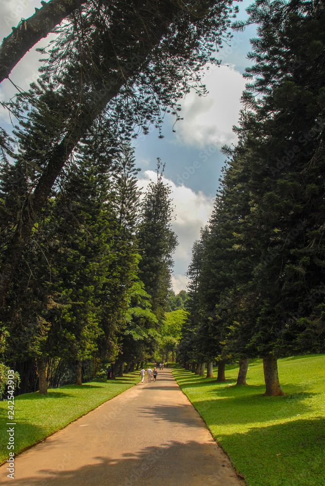 Slanted trees in Kandy botanical garden Stock Photo | Adobe Stock