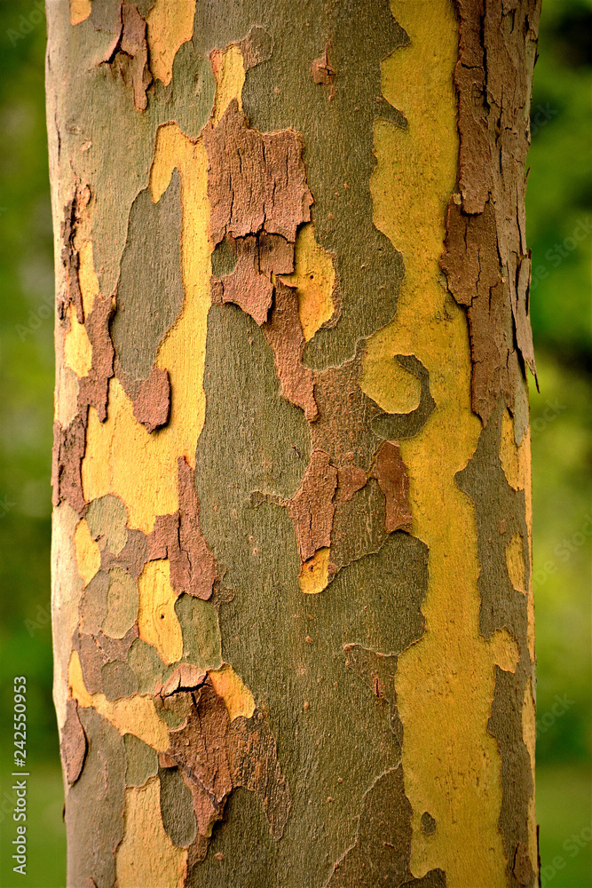 Eucalyptus Globulus Bark