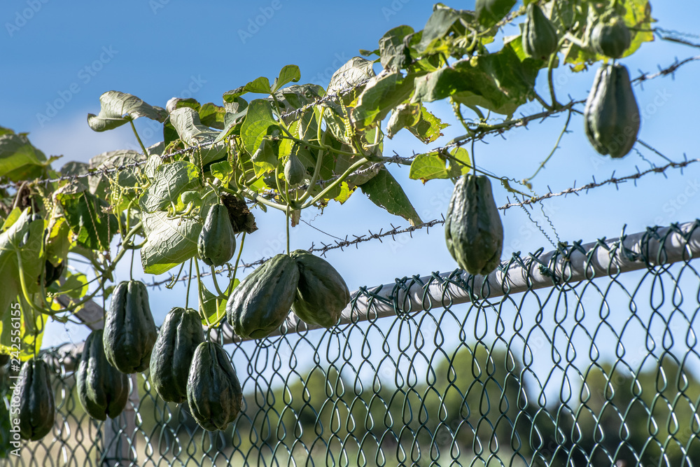 Chayote (Mirliton Squash) a pear shaped vegetable known in Jamaica as ...