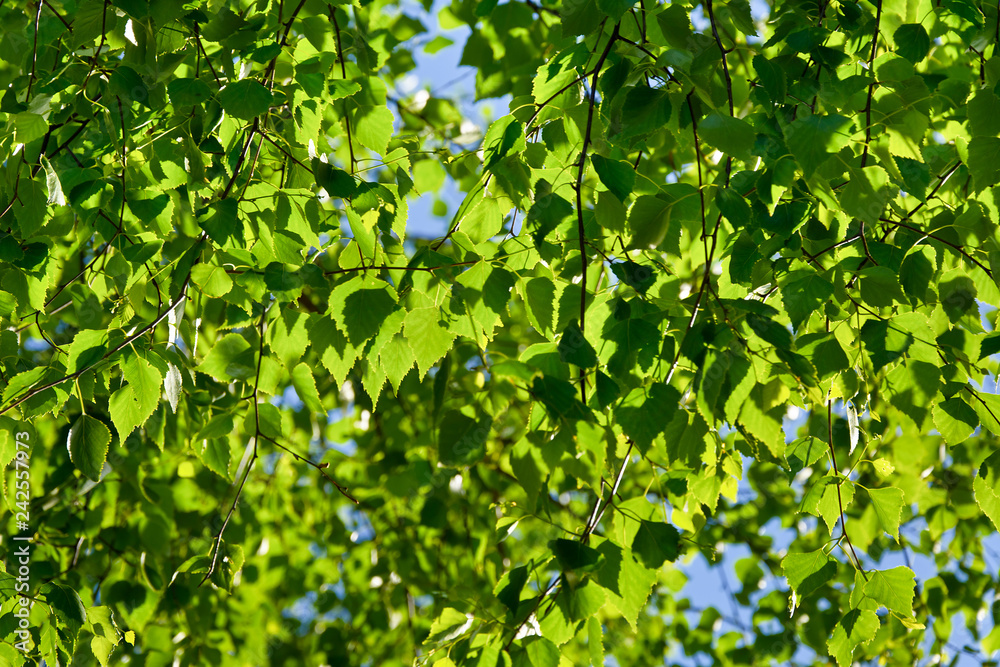 Tree Leaves Texture