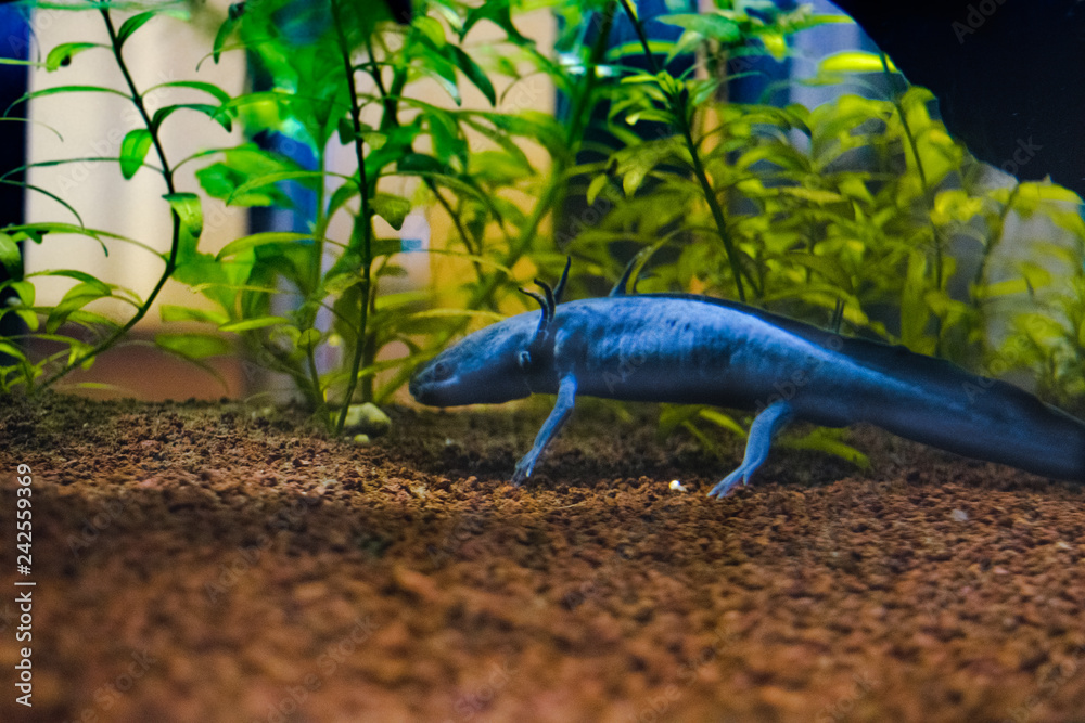 Ajolote azul Stock Photo | Adobe Stock