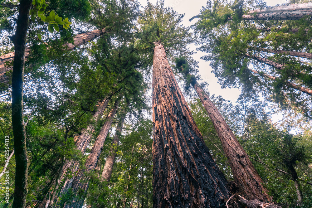 Large Redwood tree (Sequoia sempervirens), Big Basin State Park, Santa ...