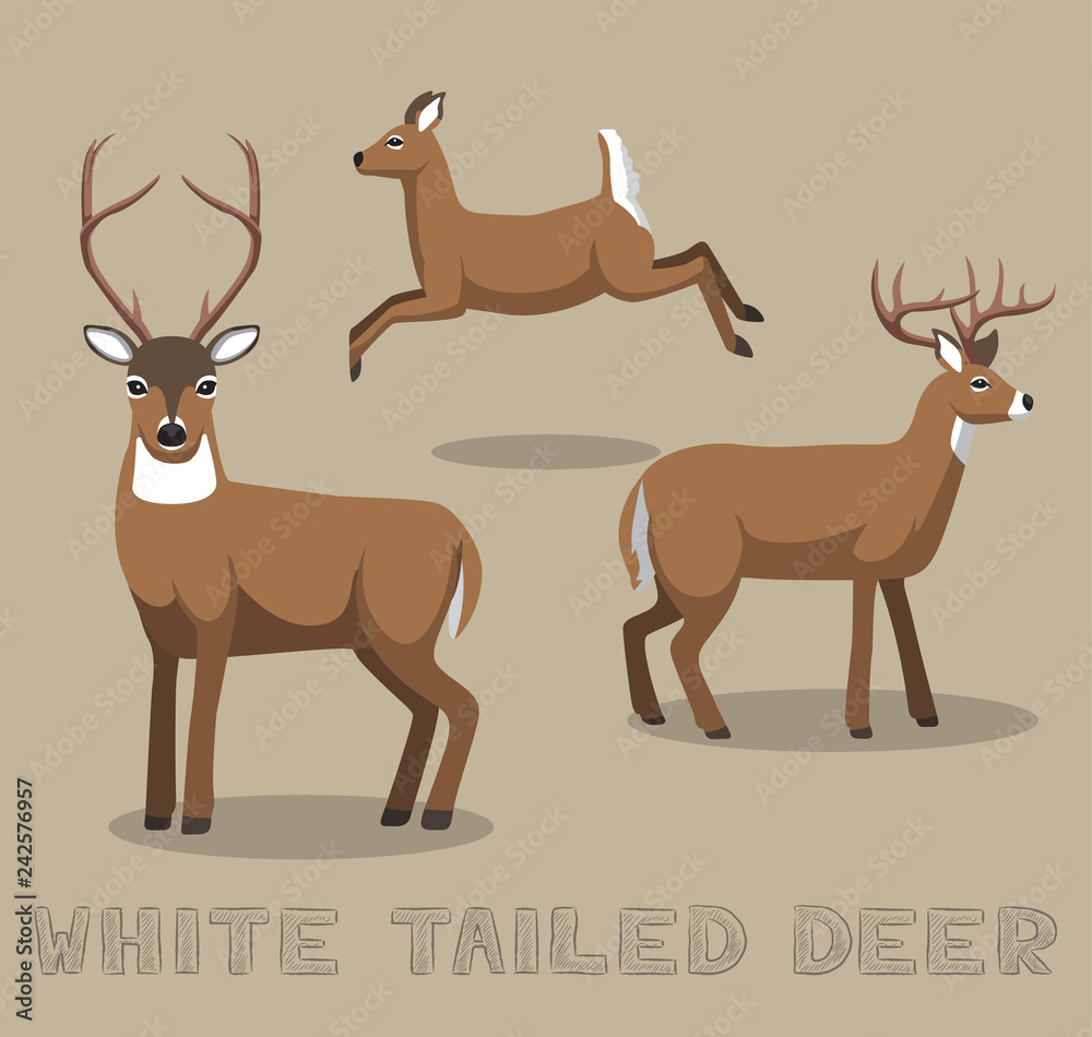 Deer White-tailed Cartoon Vector Illustration Stock Vector | Adobe Stock