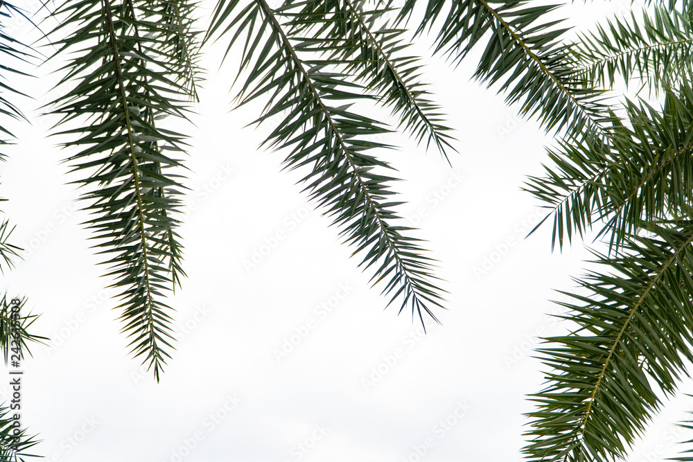 Palm foliage, a kind of dense and sharp leaflets that span the spines ...