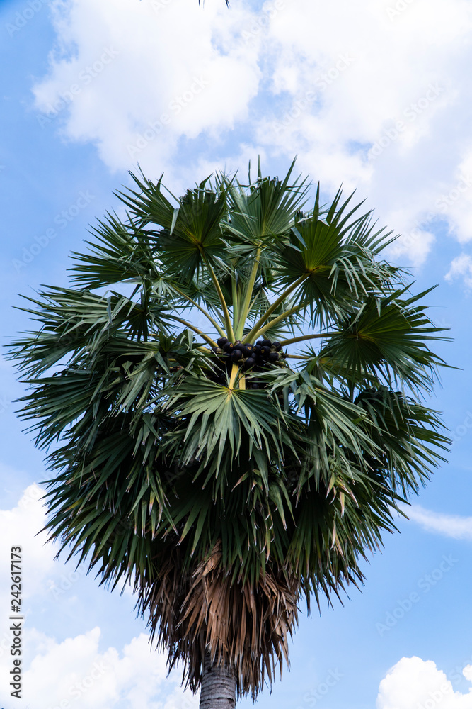 Beautiful form of toddy palm tree top part that depicts the green ...