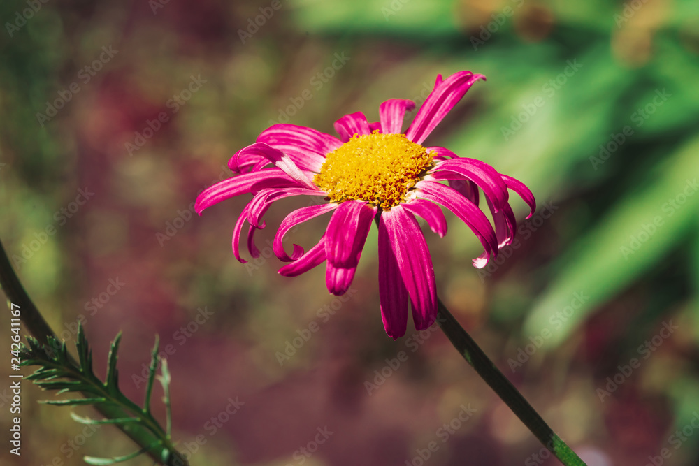 Flower Pollen In The Wind