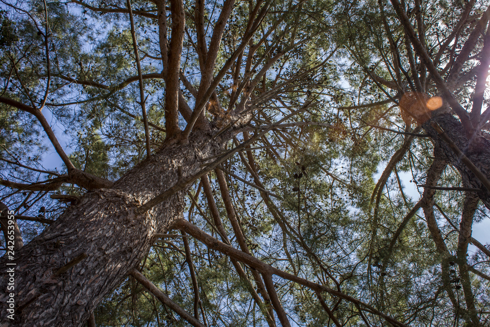 Closeup Shot of Tall Tree with Long Branches Extending Horizontally ...