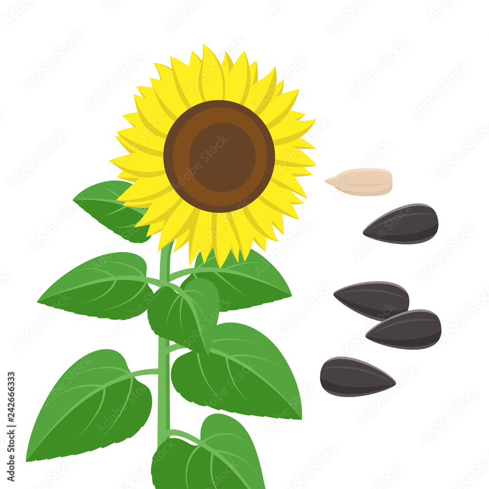 Planting Flower Seeds Clipart