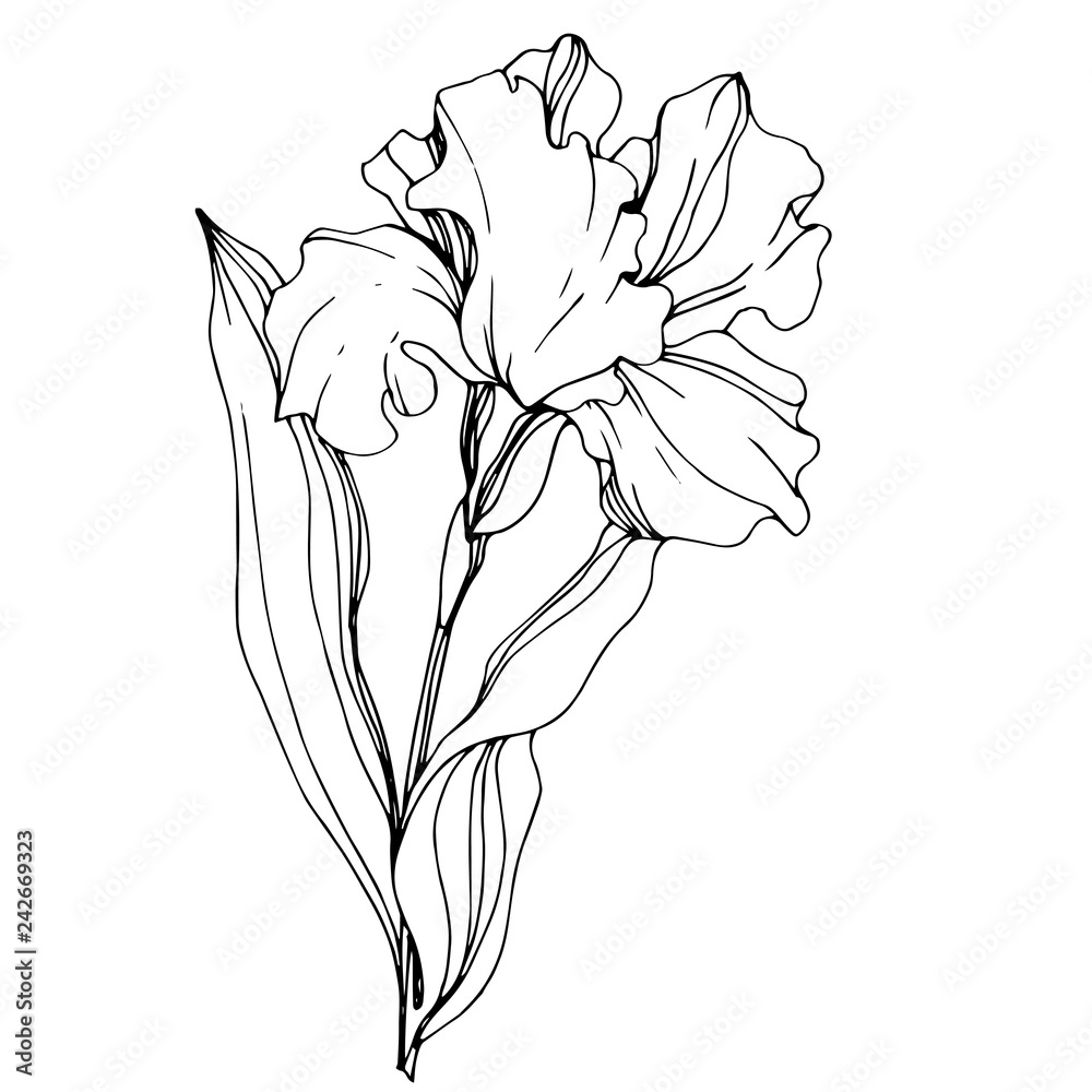 Vector Iris floral botanical flower. Black and white engraved ink art ...
