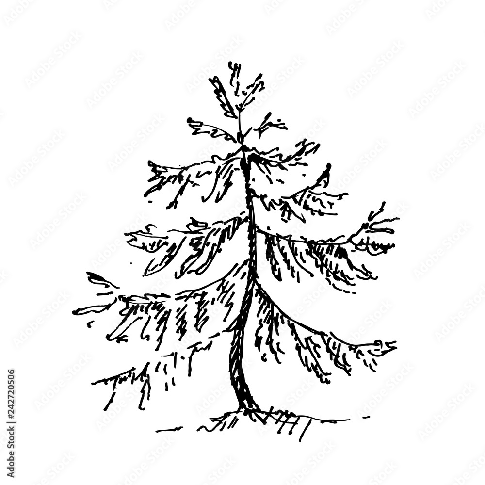 Hand drawn spruce tree. Sketch, vector illustration. Stock Vector ...