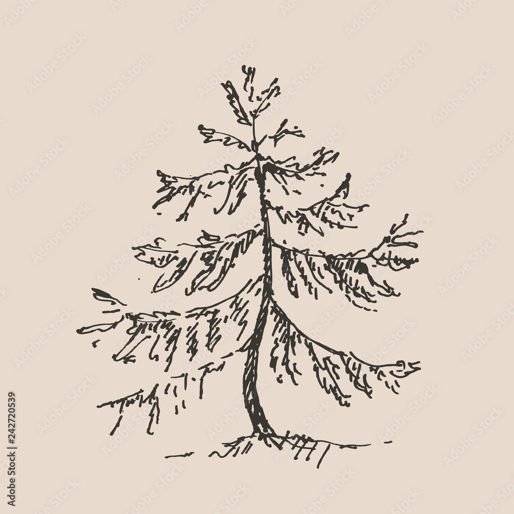 Hand drawn spruce tree. Sketch, vector illustration. Stock Vector ...