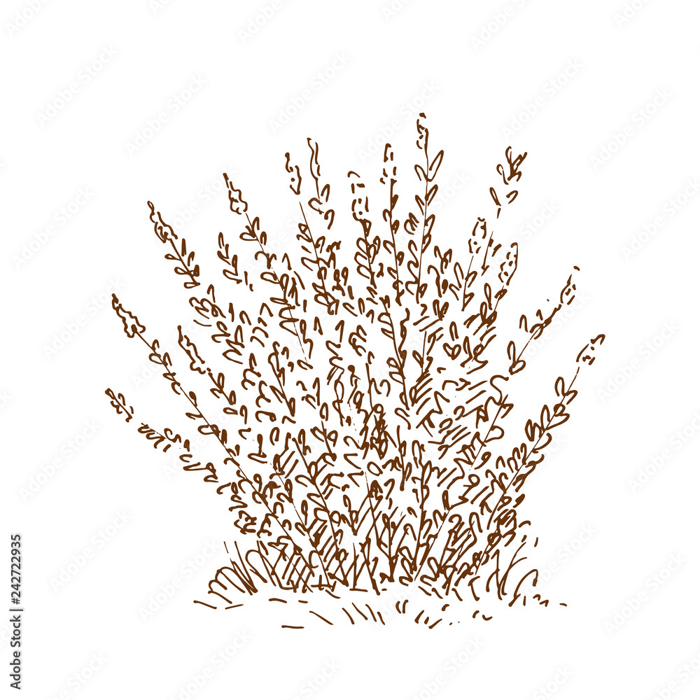 Hand drawn bush. Sketch, vector illustration isolated on white ...