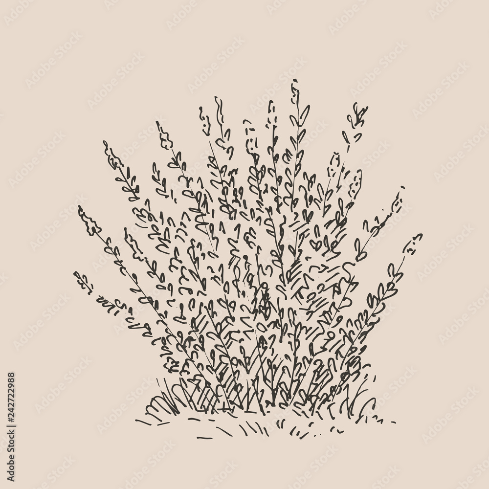 Hand drawn bush. Sketch, vector illustration isolated on white ...