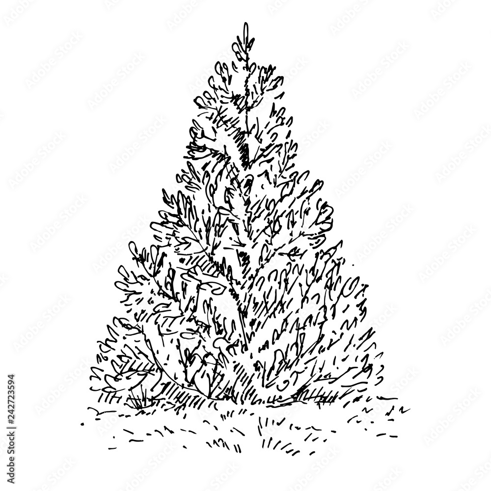 Hand drawn cypress. Sketch, vector illustration isolated on white ...