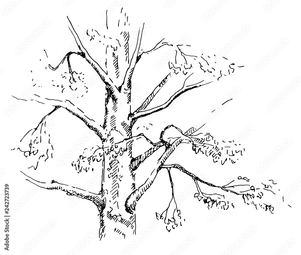Hand drawn Pine tree. Sketch, vector illustration. Stock Vector | Adobe ...