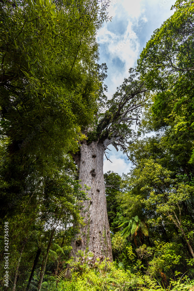 Tane Mahuta, the lord of the forest: the largest Kauri tree in Waipoua ...