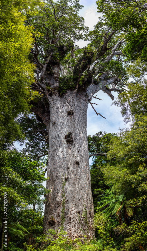 Tane Mahuta, the lord of the forest: the largest Kauri tree in Waipoua ...