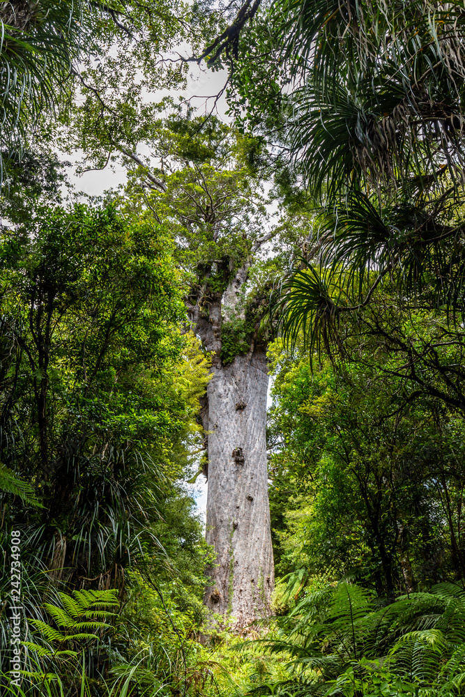 Tane Mahuta, the lord of the forest: the largest Kauri tree in Waipoua ...