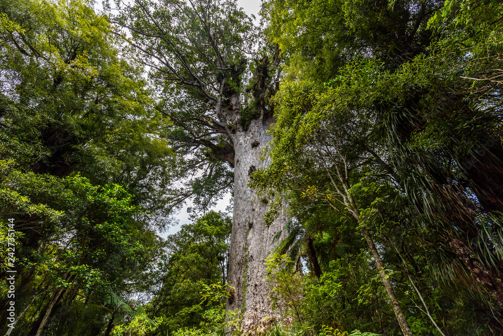 Tane Mahuta, the lord of the forest: the largest Kauri tree in Waipoua ...