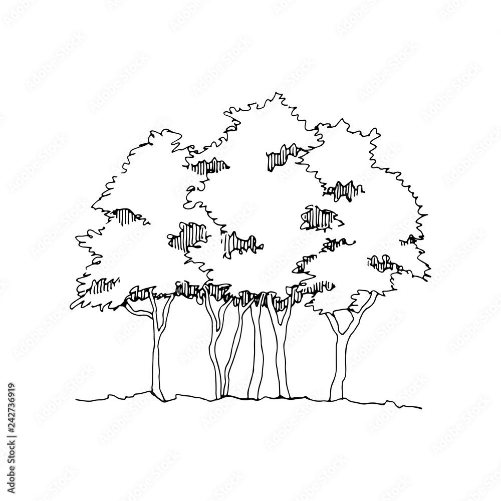 Hand drawn sketch trees. Architect group of trees. Isolated on ...