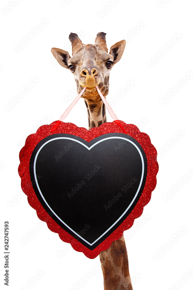 Real Giraffes Making A Heart