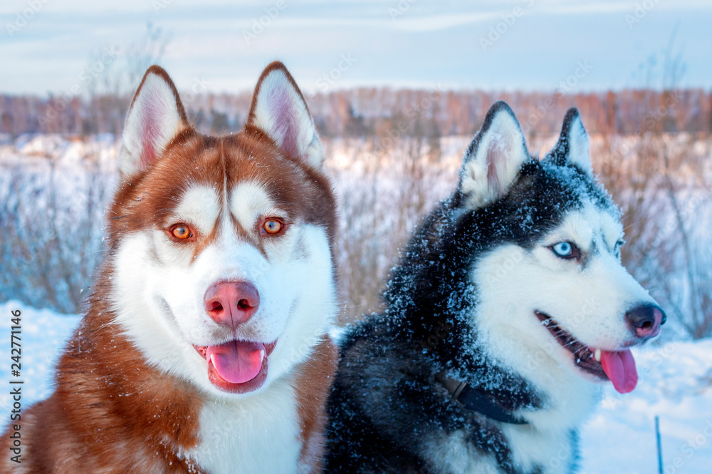 Funny Dogs In Snow
