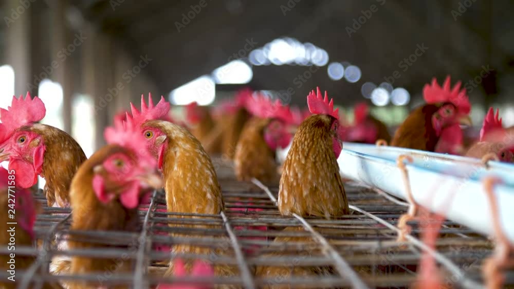 Chicken in the factory, Hens in cages industrial farm in Thailand ...