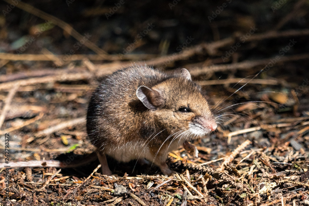 Georgia Jumping Mouse