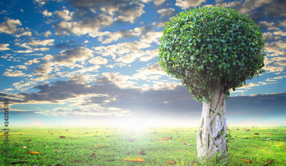 Peaceful Scenery Nature