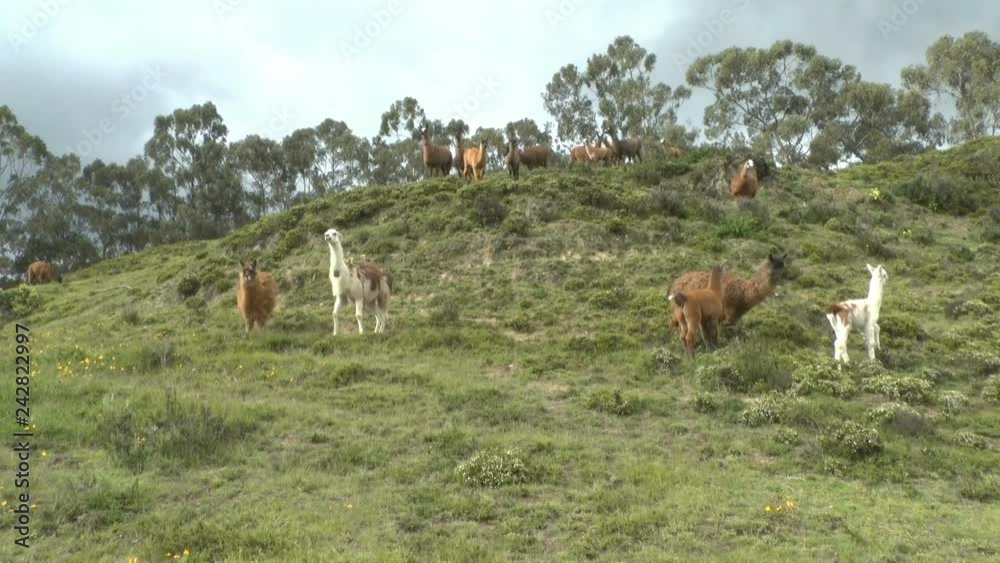 An alpaca (Vicugna pacos) is a domesticated species of South American ...