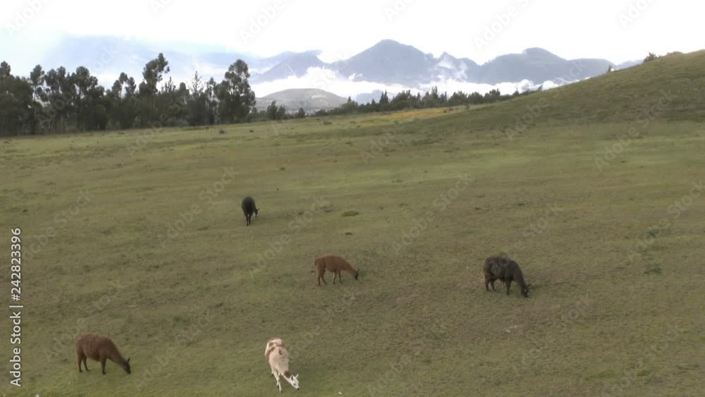 An alpaca (Vicugna pacos) is a domesticated species of South American ...