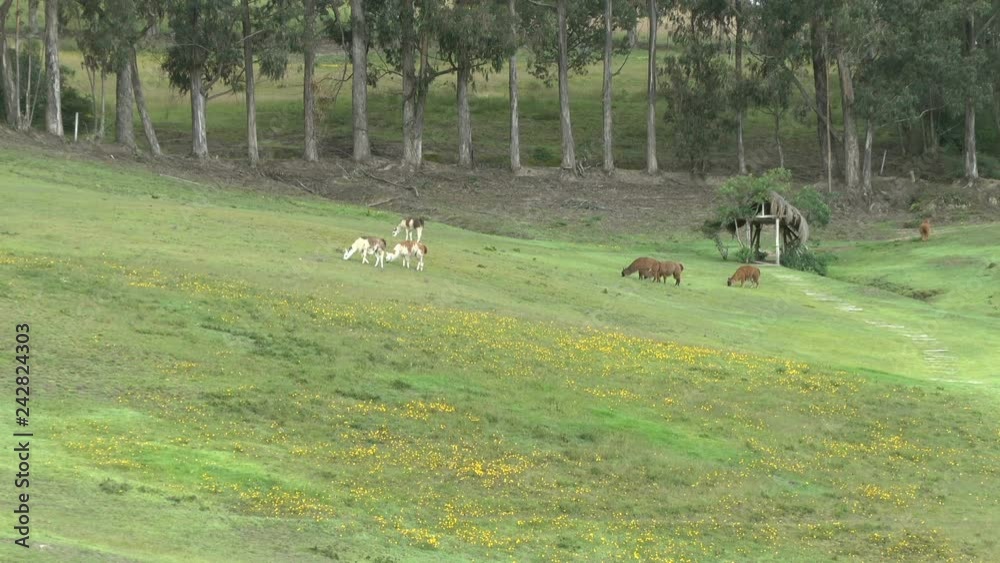 An alpaca (Vicugna pacos) is a domesticated species of South American ...