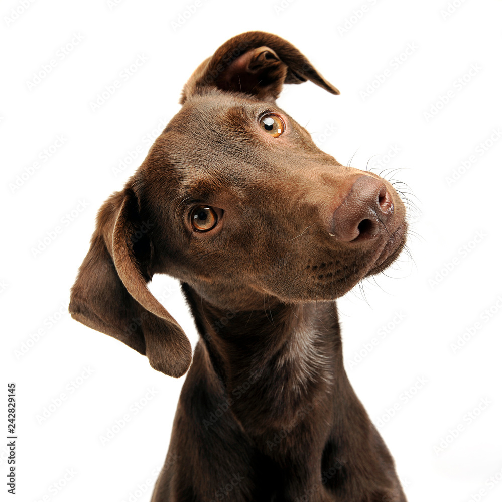 beautiful flying ears mixed breed dog turns his head in white studio ...