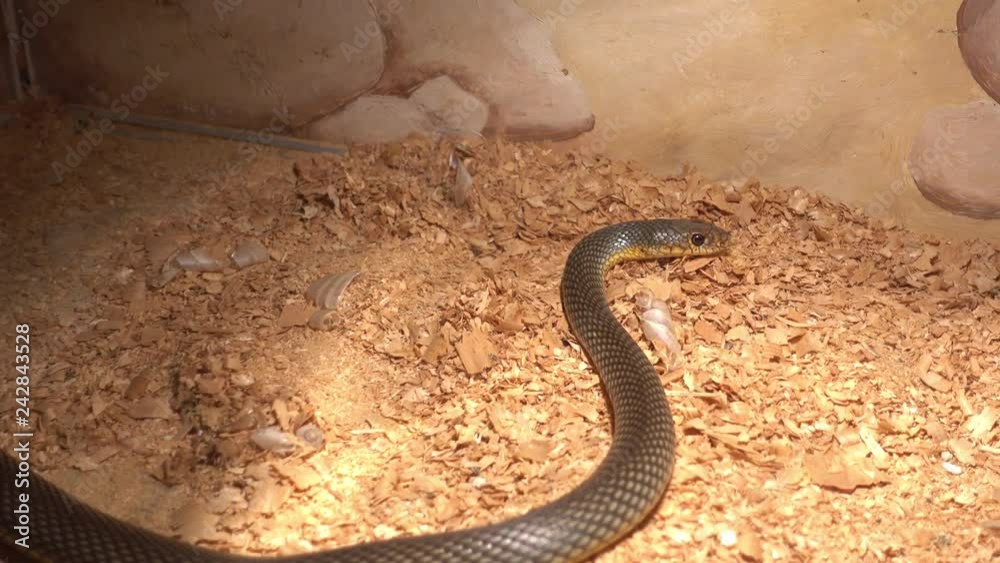 Odessa, Ukraine - 24th of June, 2017: 4K At the exhibition of dangerous ...