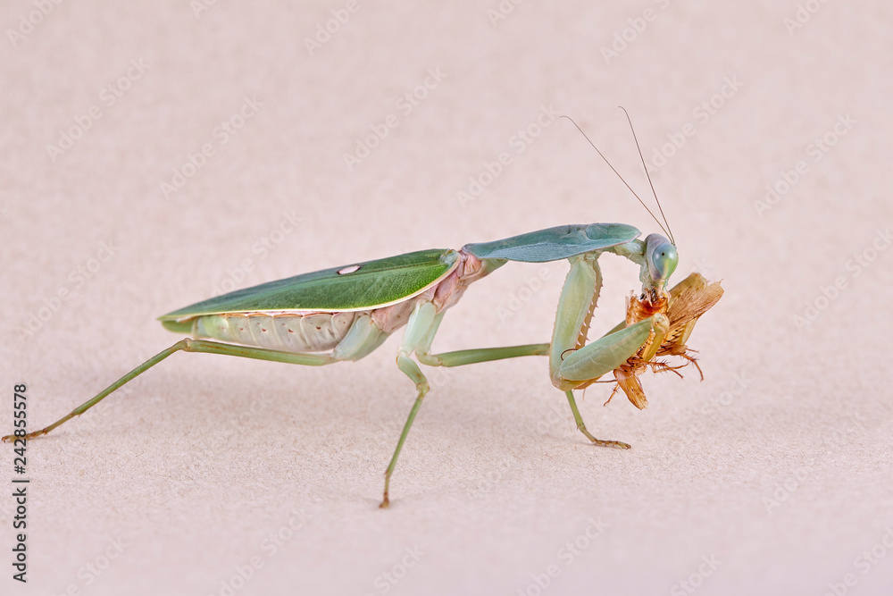 Giant Shield Mantis