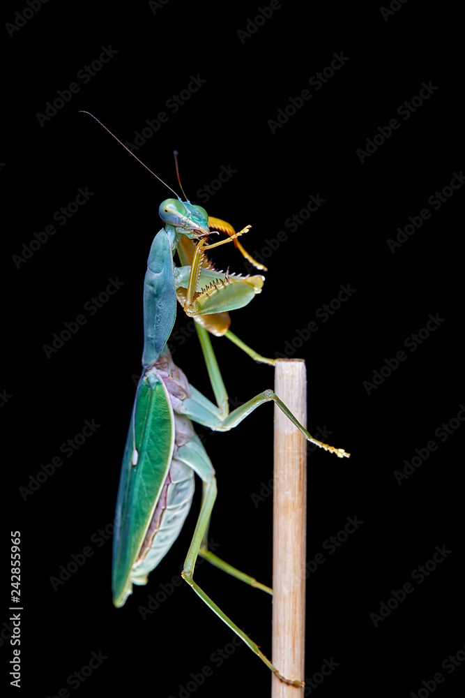 Giant Malaysian shield praying mantis Rhombodera Basalis resting on a ...
