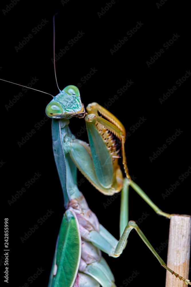 Giant Malaysian shield praying mantis Rhombodera Basalis resting on a ...