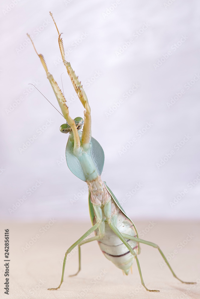 Foto de Giant Malaysian shield praying mantis Rhombodera Basalis ...