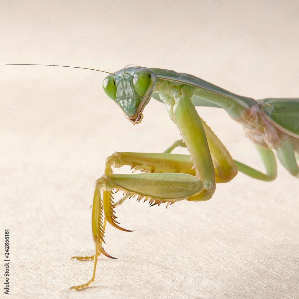 Giant Malaysian shield praying mantis Rhombodera Basalis resting on a ...
