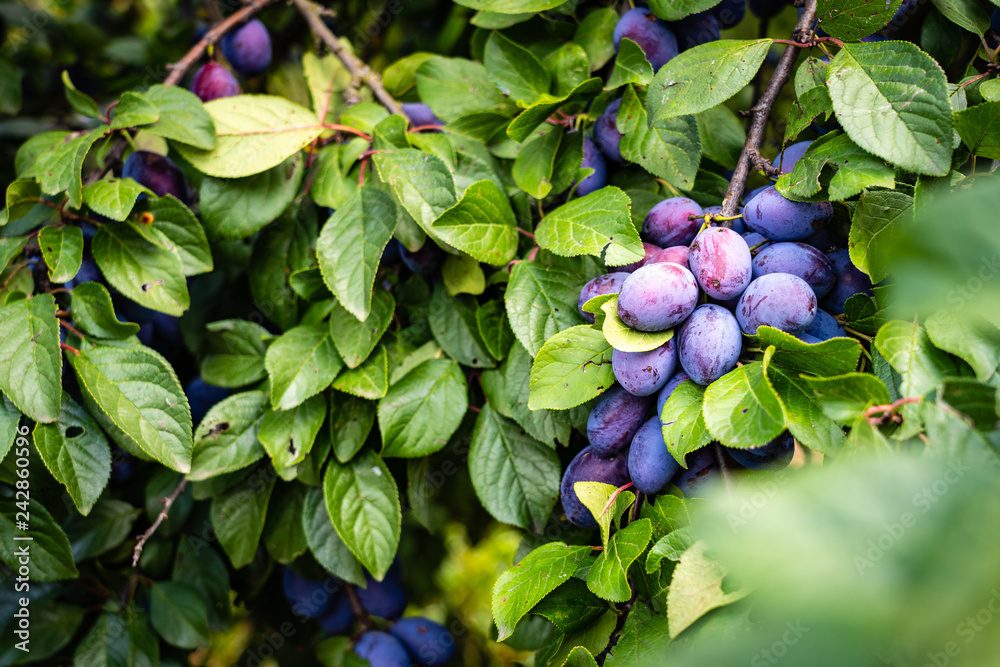 The fruits of blackthorn (Prunus spinosa). Prunus spinosa berries ready ...