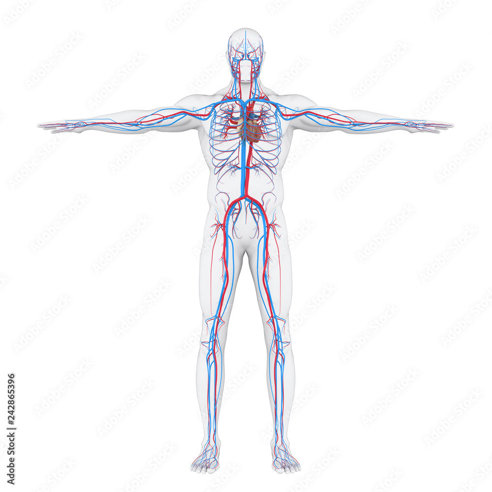 Human Circulatory System Illustration Stock Illustration | Adobe Stock