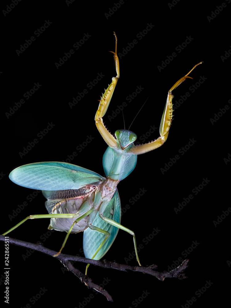 Giant Malaysian shield praying mantis Rhombodera Basalis resting on a ...