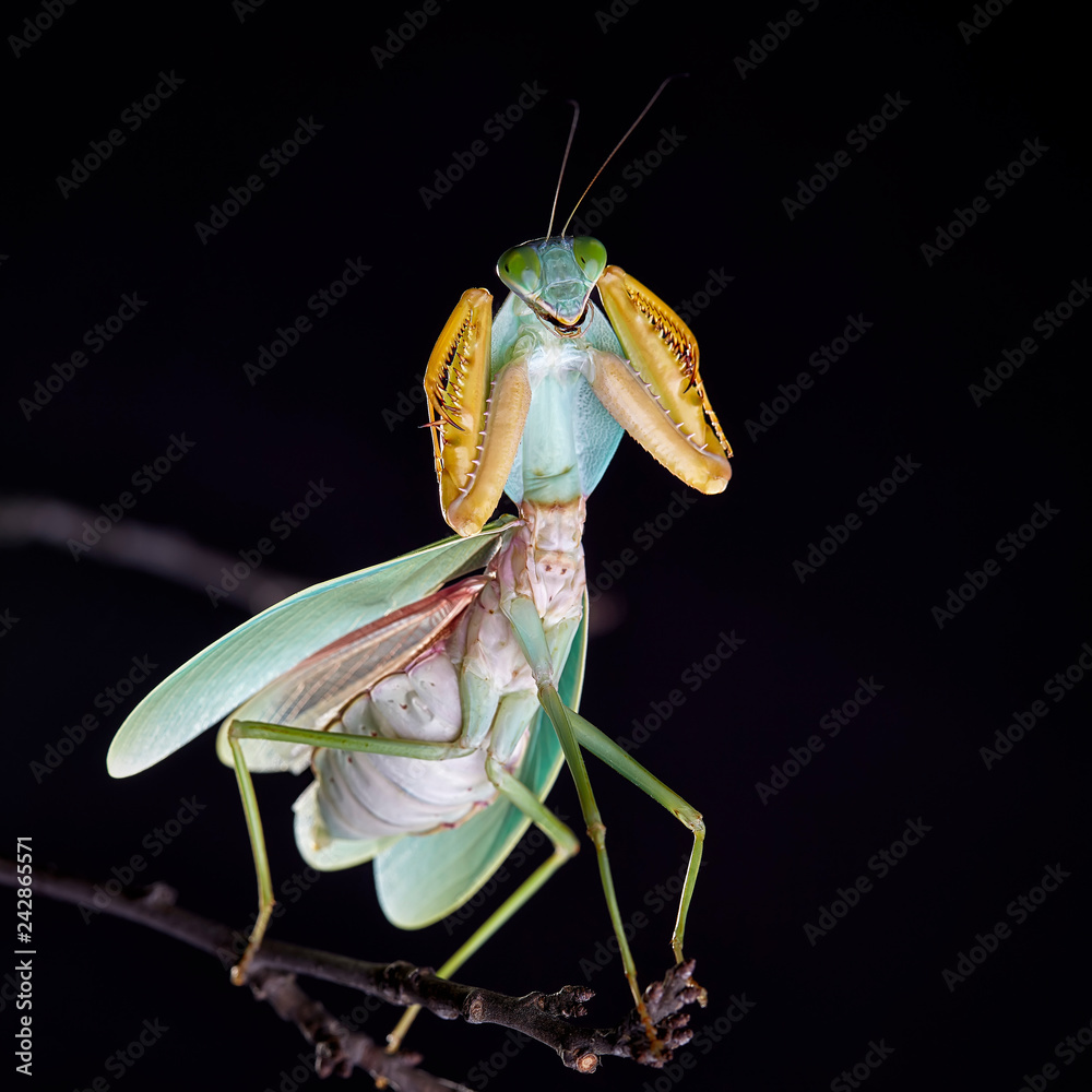 Giant Malaysian shield praying mantis Rhombodera Basalis resting on a ...